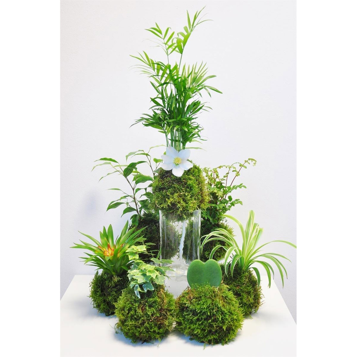 Moosball Nestrosette Nidularium | K000055544