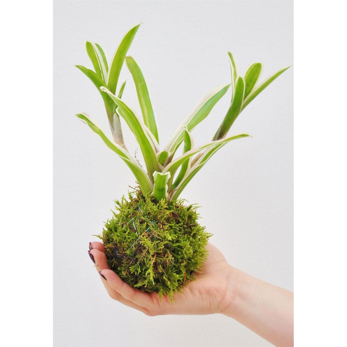 Moosball Nestrosette Nidularium | K000055544