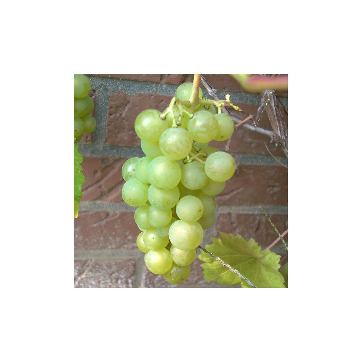Weinrebe Kernlos Kaufen